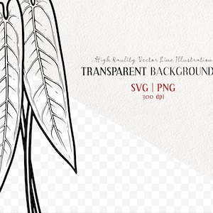 4 Queen Anthurium Leaves Clipart Set. Tropical Plant Vector Art. Exotic ...