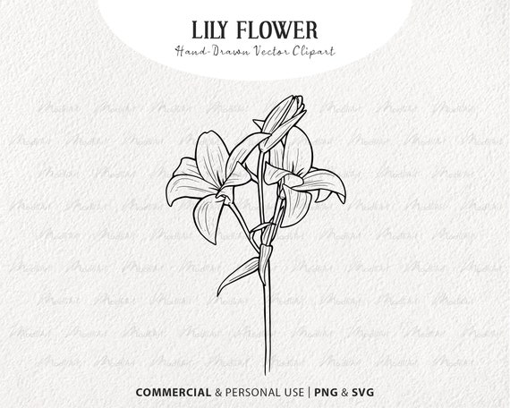 Lily Flower Vector Clipart Bundle. Spring Flower SVG Outline. - Etsy