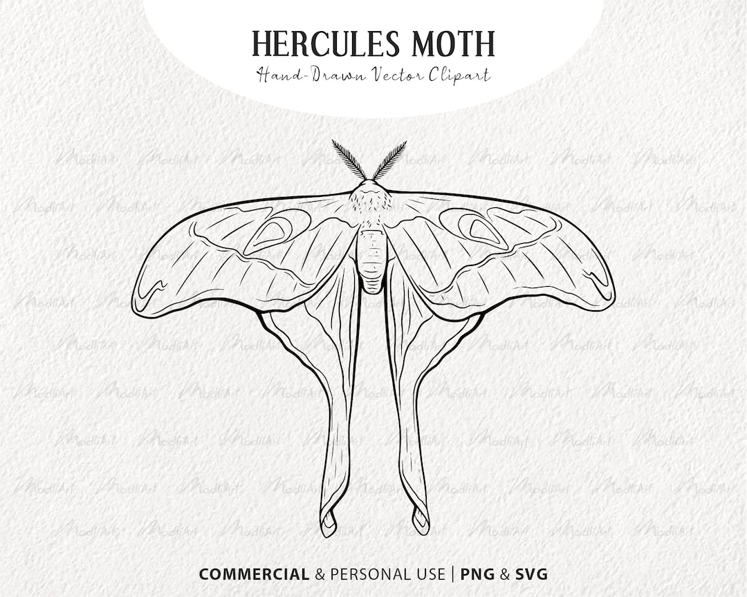 Hercules Moth SVG Clip Art. Hand Drawn Butterfly Vector Line Drawing ...