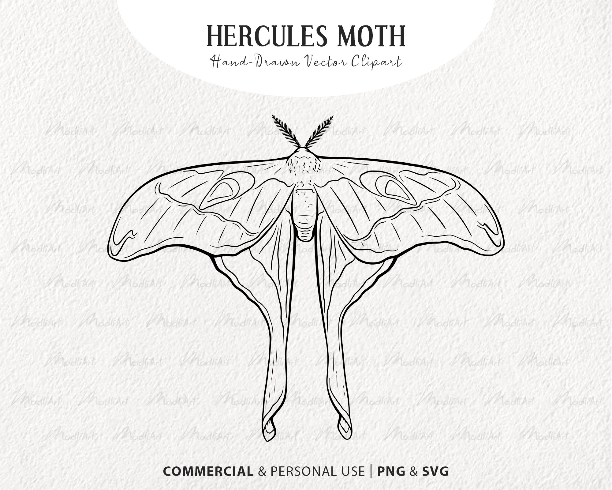 Hercules Moth Vector Clip Art. Hand Drawn Butterfly Line - Etsy Australia