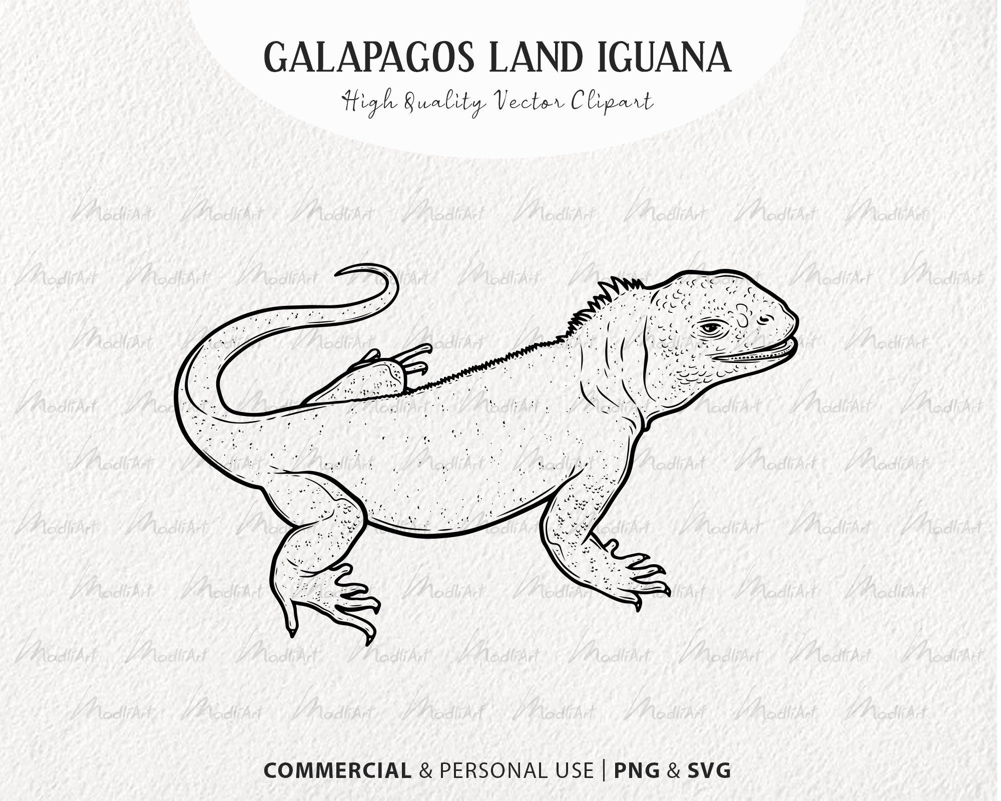 Iguana Drawing Outline
