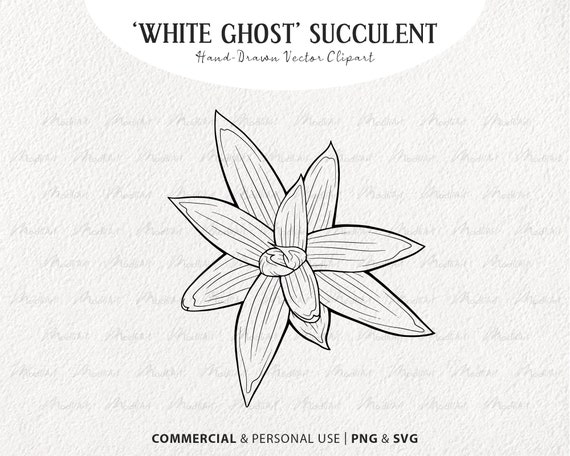 Euphorbia Lactea White Ghost Succulent SVG Clipart. Desert - Etsy