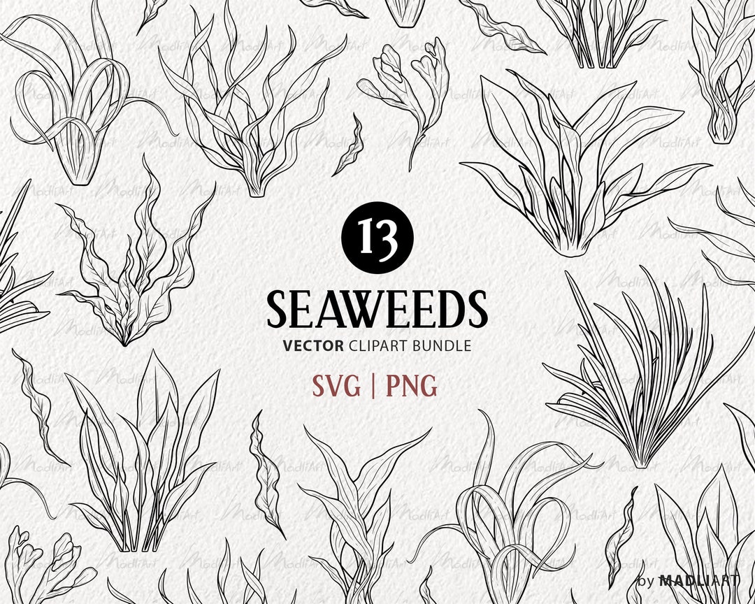 13 Seaweeds Clipart Bundle. Ocean Plants Vector Artwork. Underwater ...