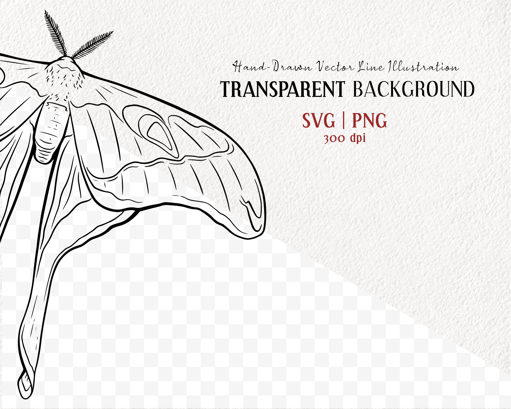 Hercules Moth SVG Clip Art. Hand Drawn Butterfly Vector Line Drawing ...