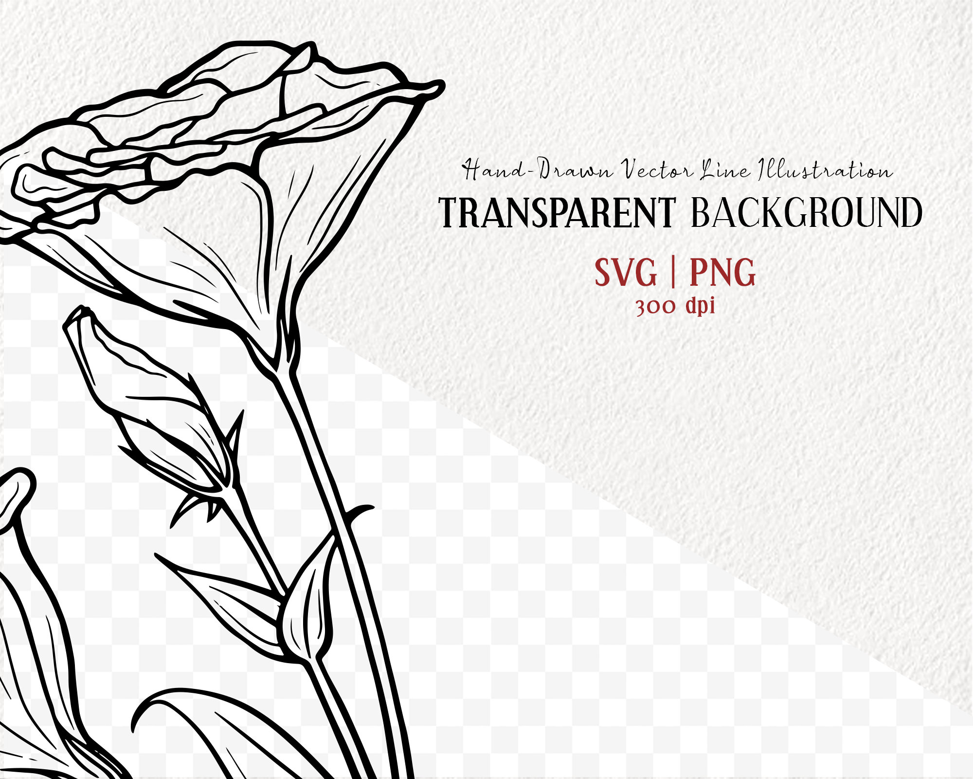 Lisianthus Flower SVG Clipart Set. 2 Rose Svg Outlines. Spring ...