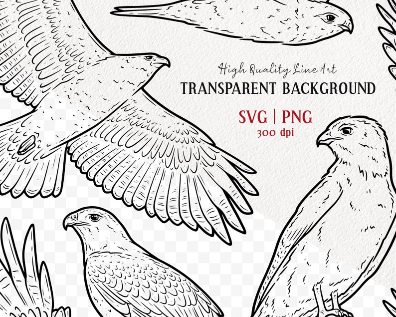 6 Hawks SVG Clipart Bundle. Eagle Vector Line Drawings. Bird of Prey ...