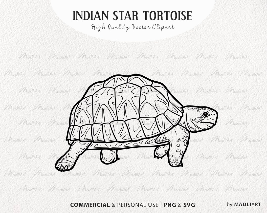 Indian Star Tortoise SVG Clipart. Land Turtle Vector Artwork. Cute ...