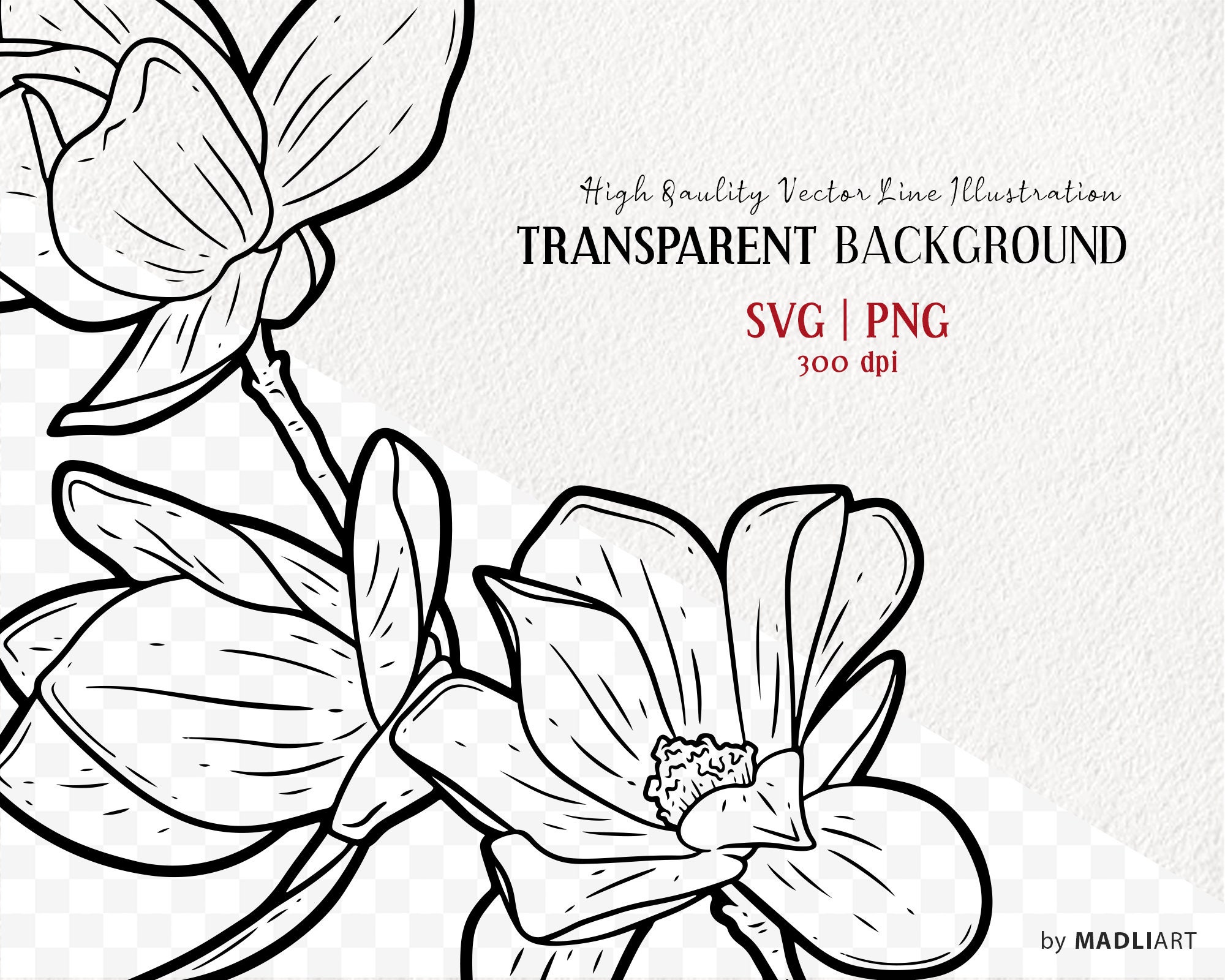 Magnolia SVG Clipart. Magnolia Blossom Vector Illustration. Magnolia ...