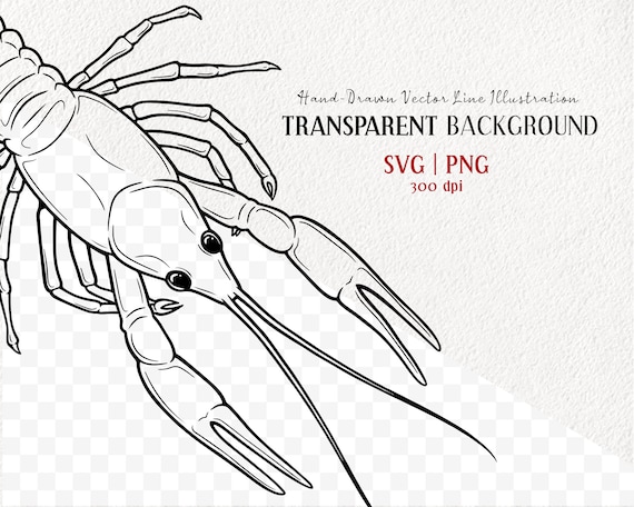 Crawfish Line Drawing