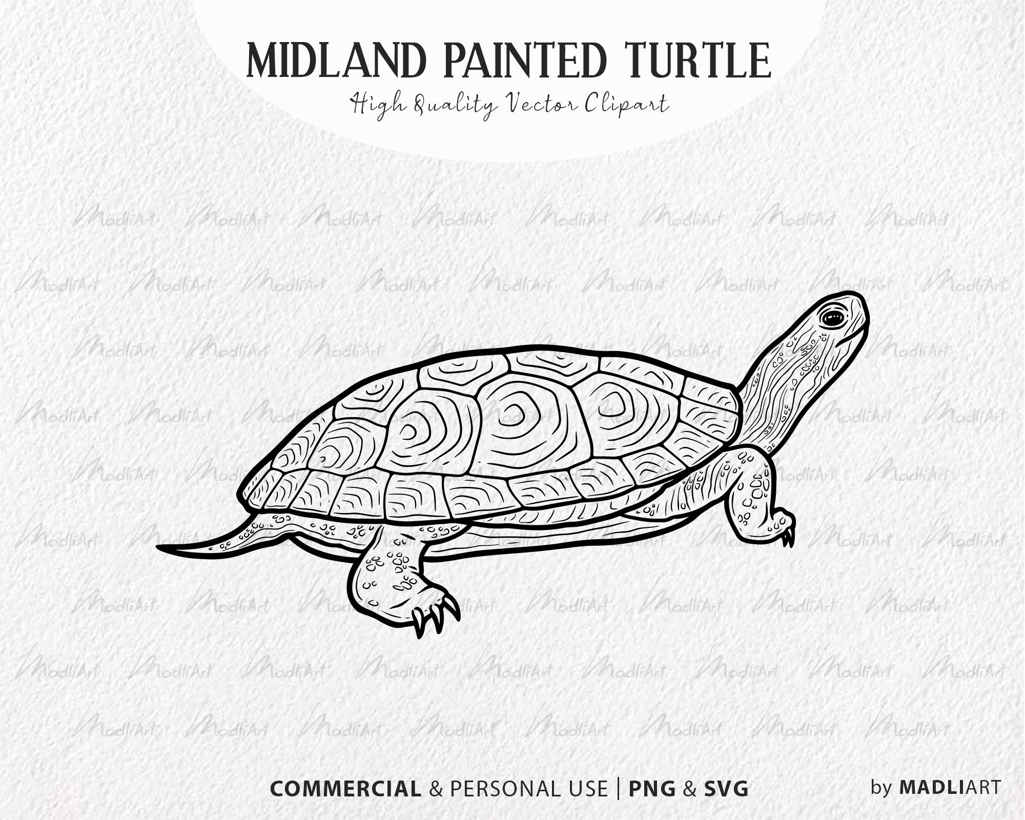 Midland Painted Turtle SVG Clipart. Land Tortoise Vector - Etsy