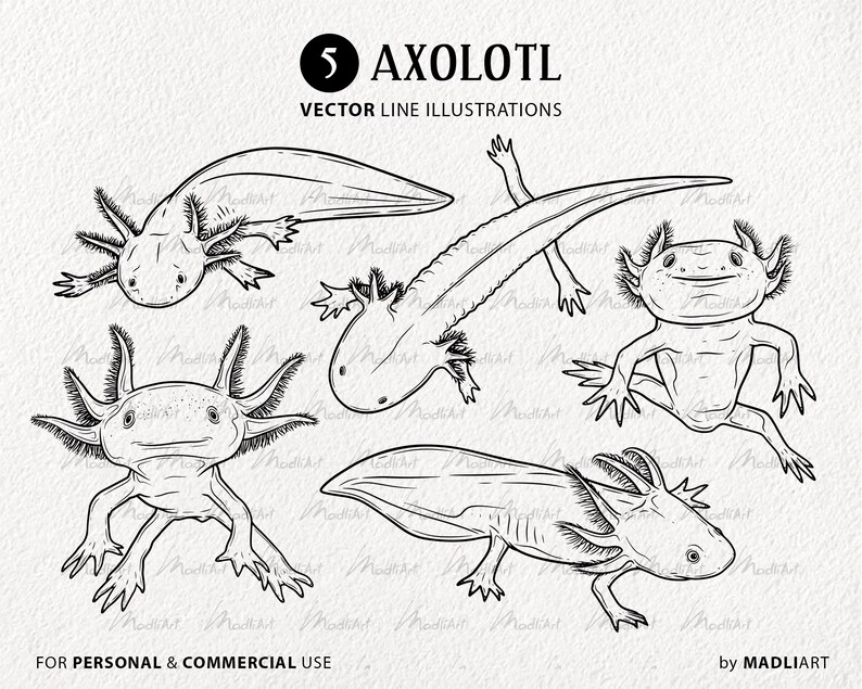 Axolotl Clipart Bundle. Salamander Vector Art. 5 Sea Creatures Drawings ...