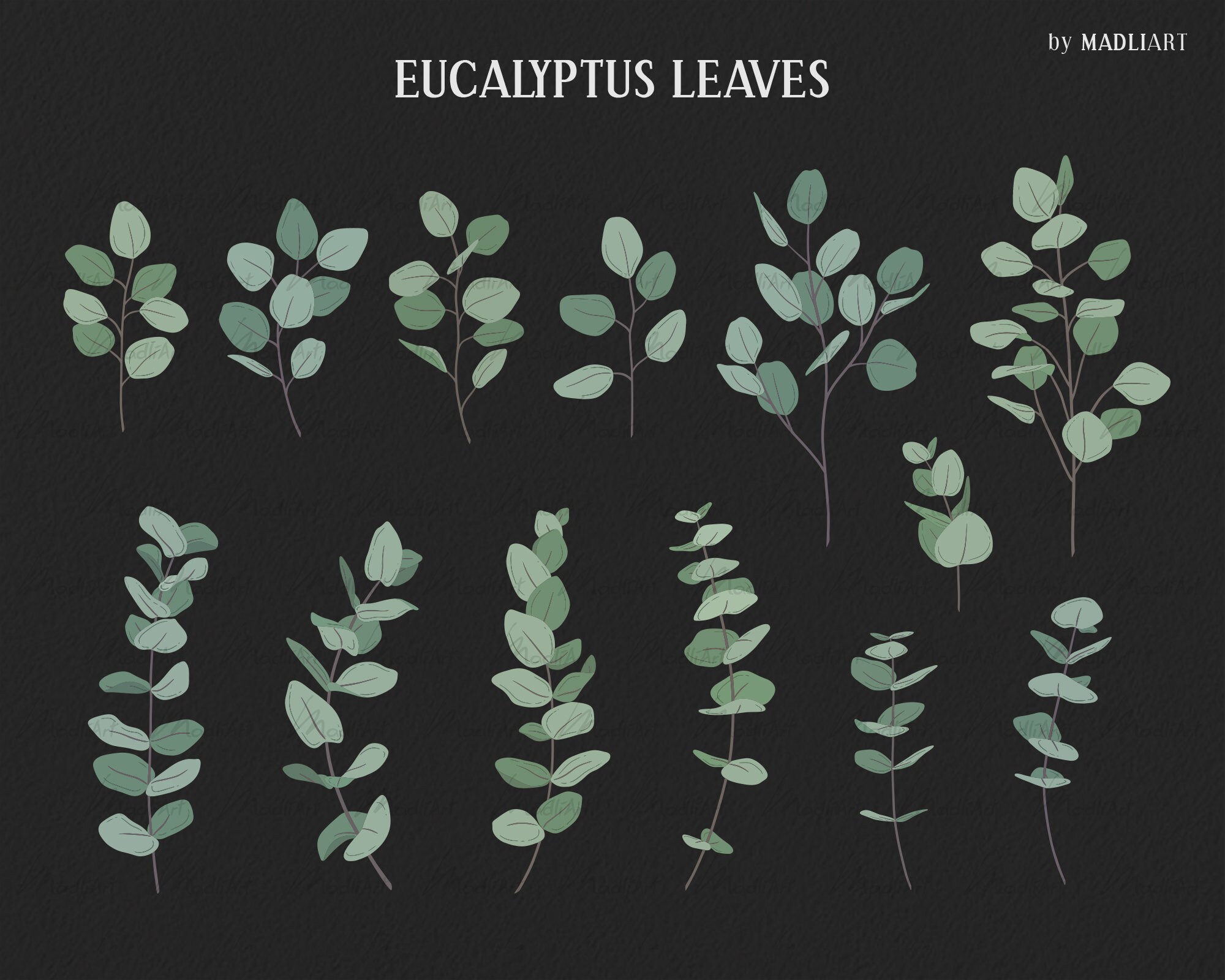 Eucalyptus Leaf Clipart Bundle 13 Vector Leaves Botanical Etsy