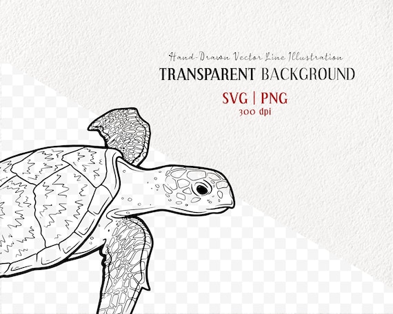 Hawksbill Sea Turtle Drawing