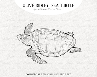 Loggerhead Sea Turtle SVG Clip Art. Sea Turtle Vector Line Art. Sea ...