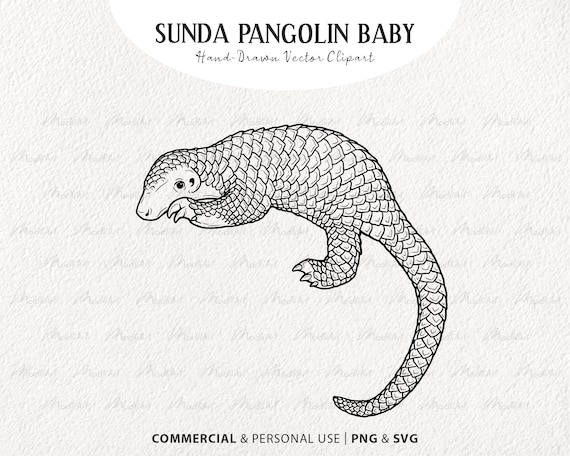 Baby Pangolin Drawing