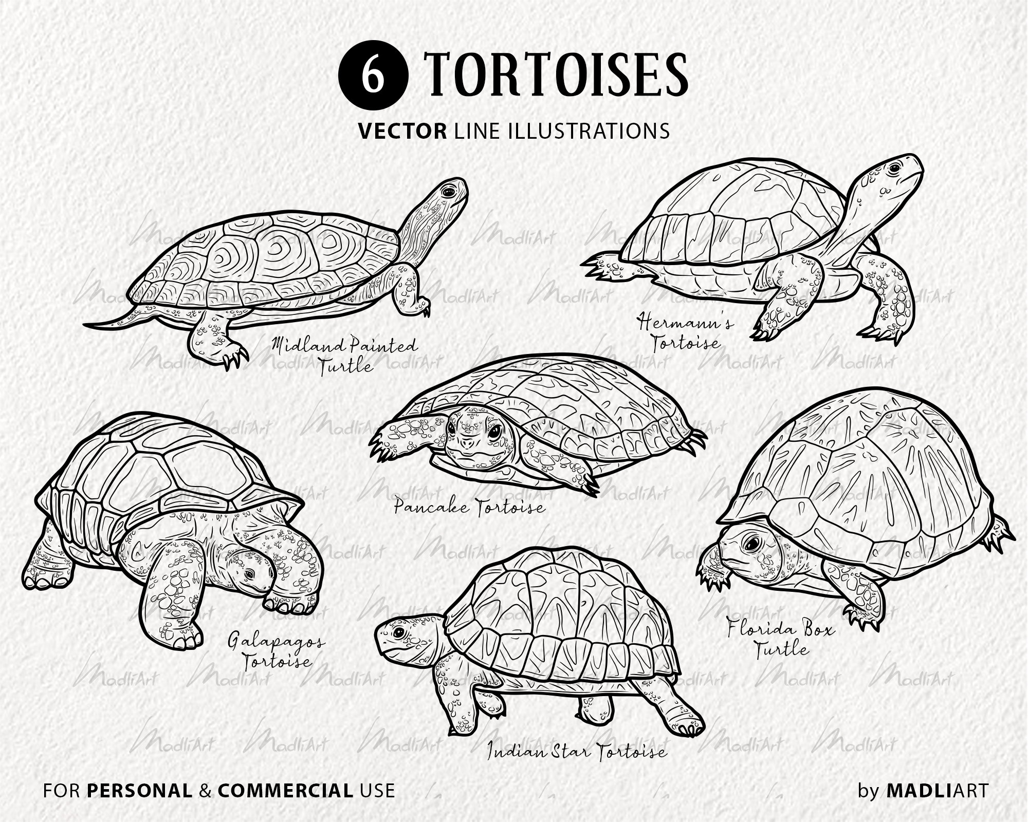 6 Tortoise SVG Clipart Bundle. Land Turtle Vector Artwork Set. - Etsy