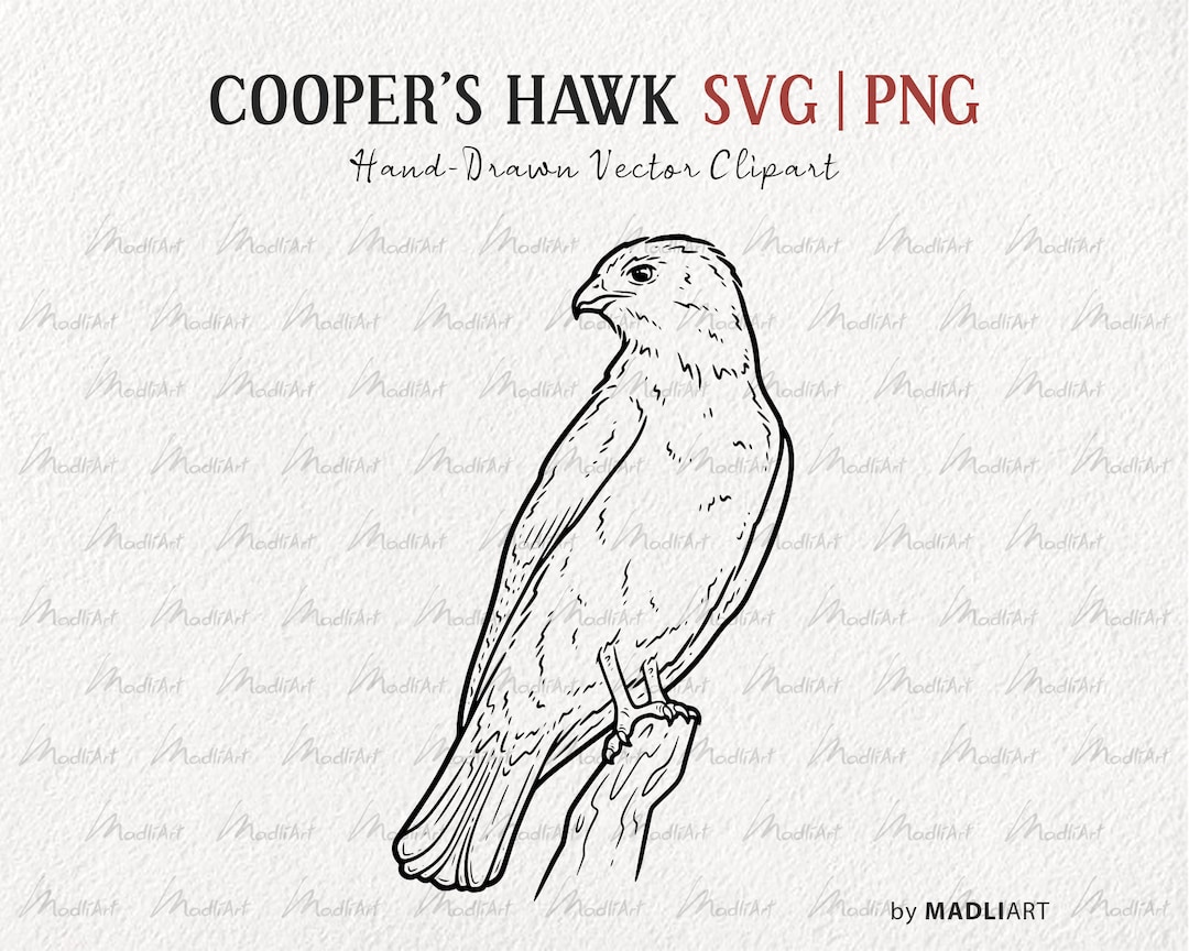 Coopers Hawk SVG Clipart Bundle. Eagle Vector Line Drawings. Bird of ...