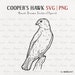 Coopers Hawk SVG Clipart Bundle. Eagle Vector Line Drawings. Bird of ...