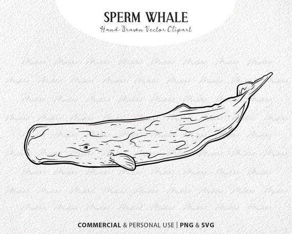 Sperm Whale Illustration
