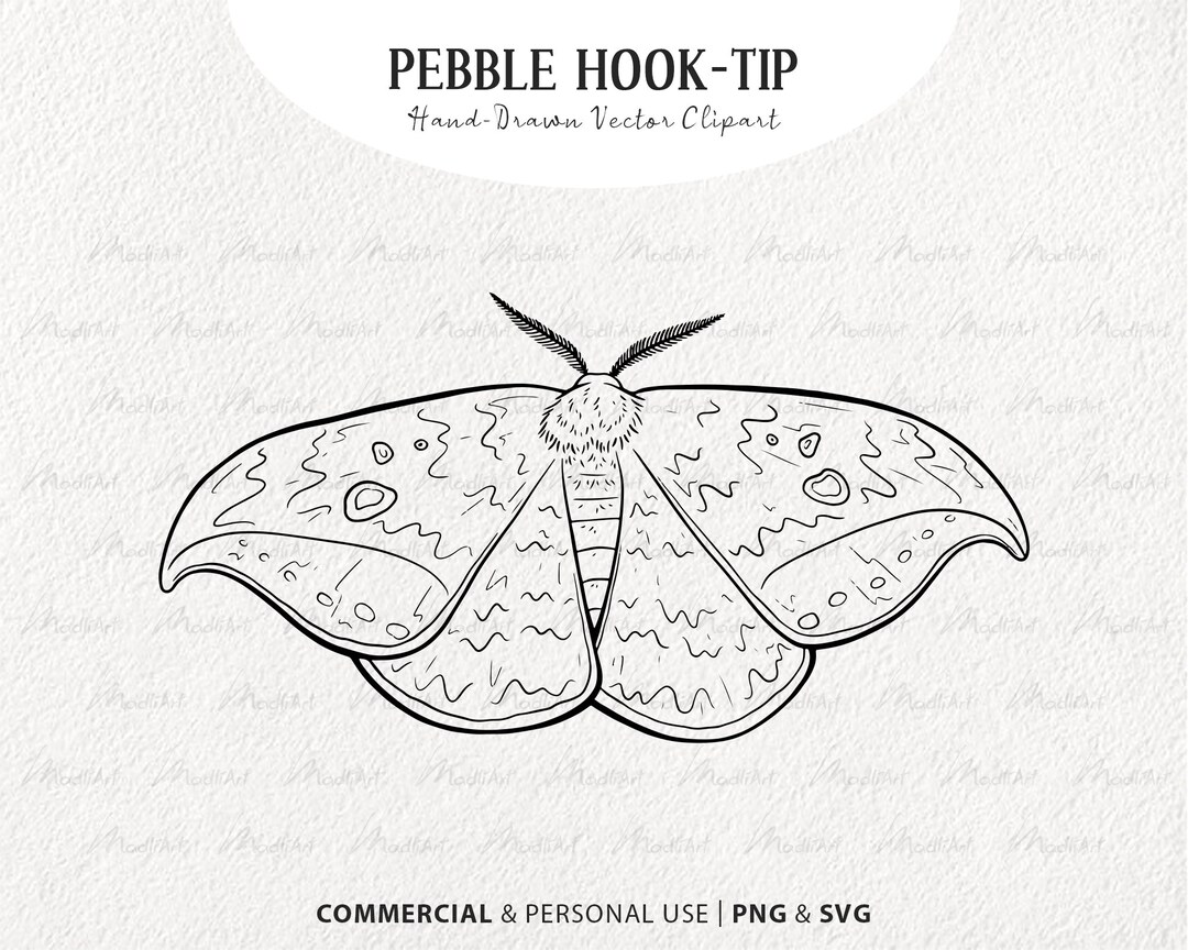 Pebble Hook-tip Moth SVG Clip Art. Hand-drawn Butterfly Vector Outline. PNG & SVG With ...
