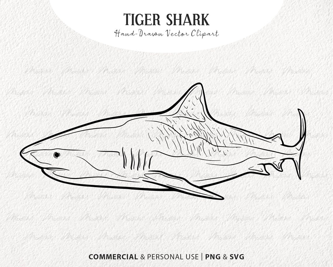 Tiger Shark Vector Clipart. Hand-drawn Shark Line Drawing. - Etsy