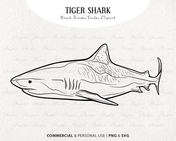 How To Draw A Tiger Shark Easy