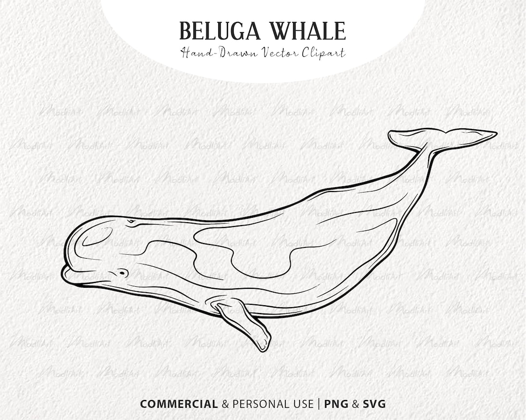 Beluga Whale Vector Clipart. Sea Animal Digital Line Drawing. - Etsy
