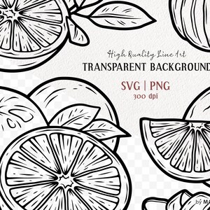 Orange SVG Bundle. 15 Orange Vector Line Drawings. Grapefruit, Mandarin ...