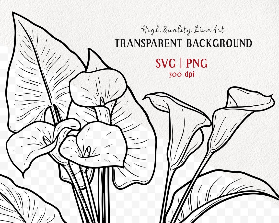 18 Calla Lily SVG Clipart Bundle. Spring Flower Vector Drawings ...