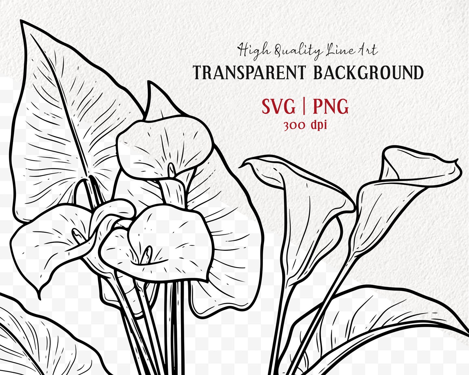 18 Calla Lily SVG Clipart Bundle. Spring Flower Vector Drawings ...