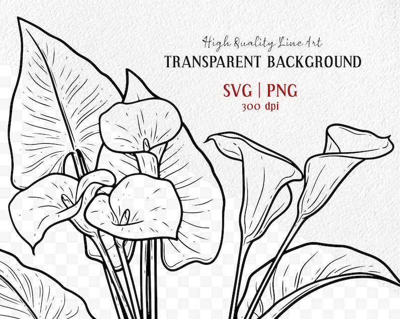 18 Calla Lily SVG Clipart Bundle. Spring Flower Vector Drawings ...