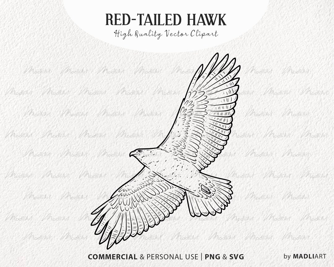 Red-tailed Hawk SVG Clipart Bundle. Eagle Vector Line - Etsy