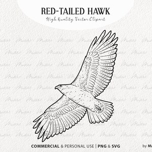 Red-tailed Hawk SVG Clipart Bundle. Eagle Vector Line - Etsy