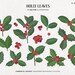 Christmas Holly Vector Clipart Bundle. Mistletoe SVG Leaves. Xmas Line ...