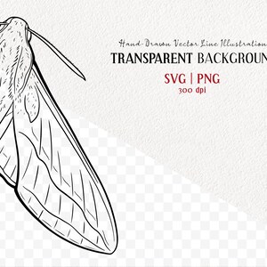 Striped Hawk-moth SVG Clipart. Night Butterfly Vector Drawing ...