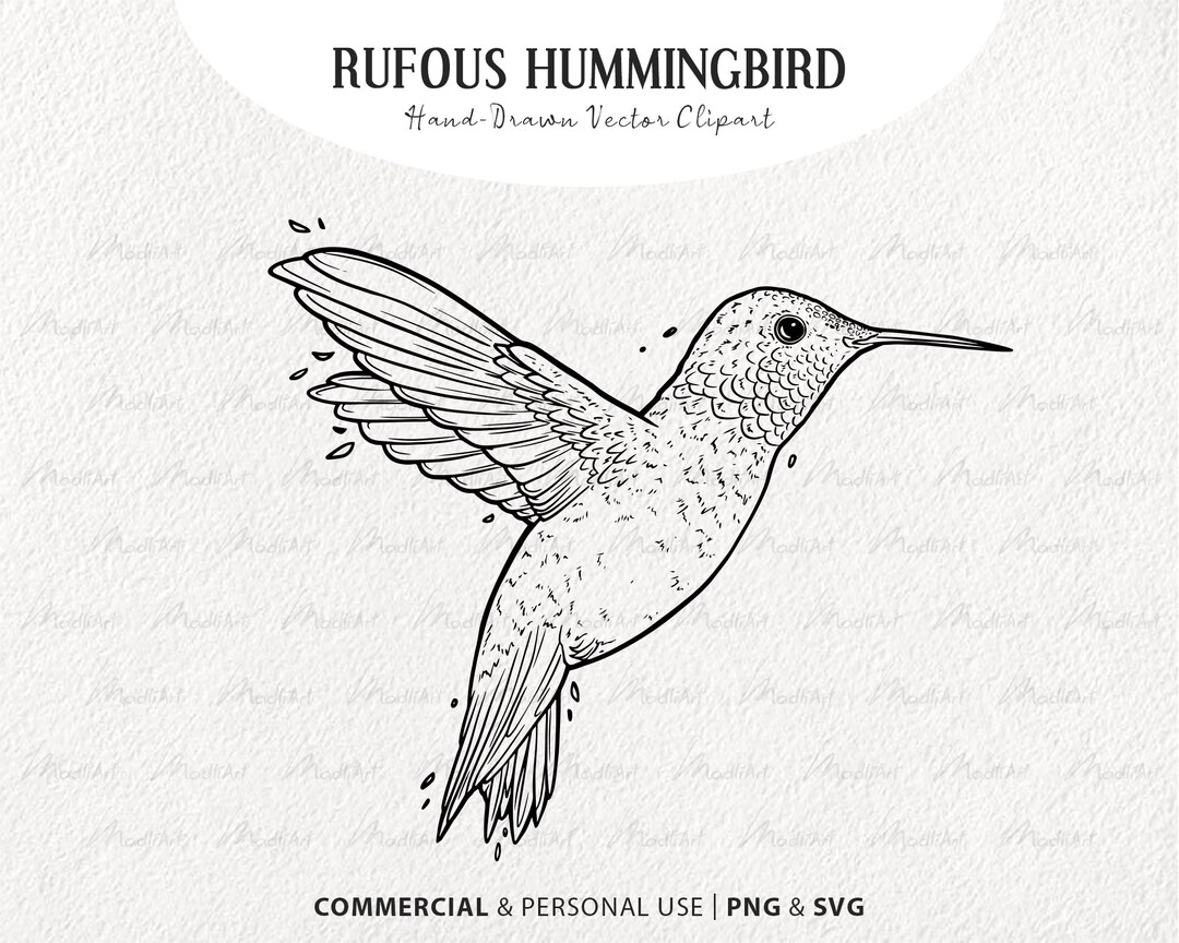 Rufous Hummingbird SVG Clipart. Hummingbird Vector Line Art. Flying ...