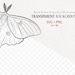 Luna Moth SVG Clip Art. Insect Vector Line Drawing. Night Butterfly ...