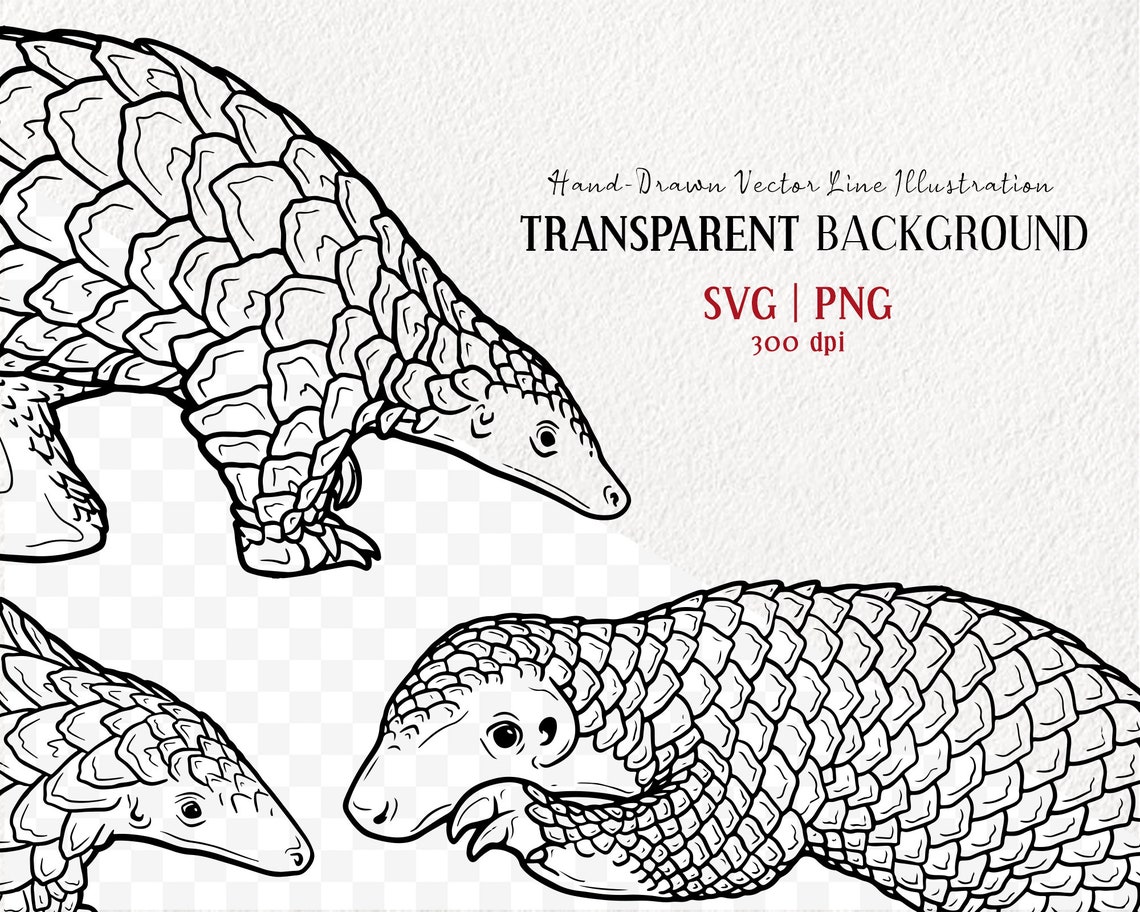 Pangolin Vector Clipart. Digital Endangered Animal Artwork. - Etsy