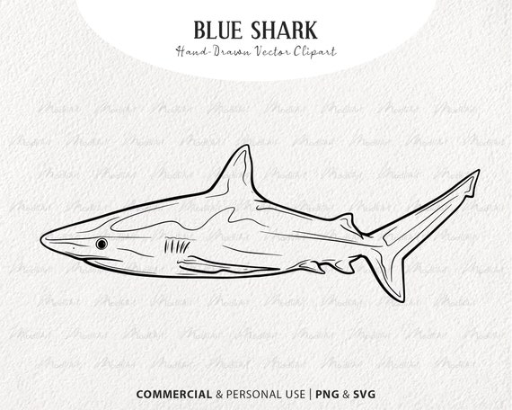 Blue Shark Vector Clipart. Hand-drawn Shark Line Drawing. - Etsy