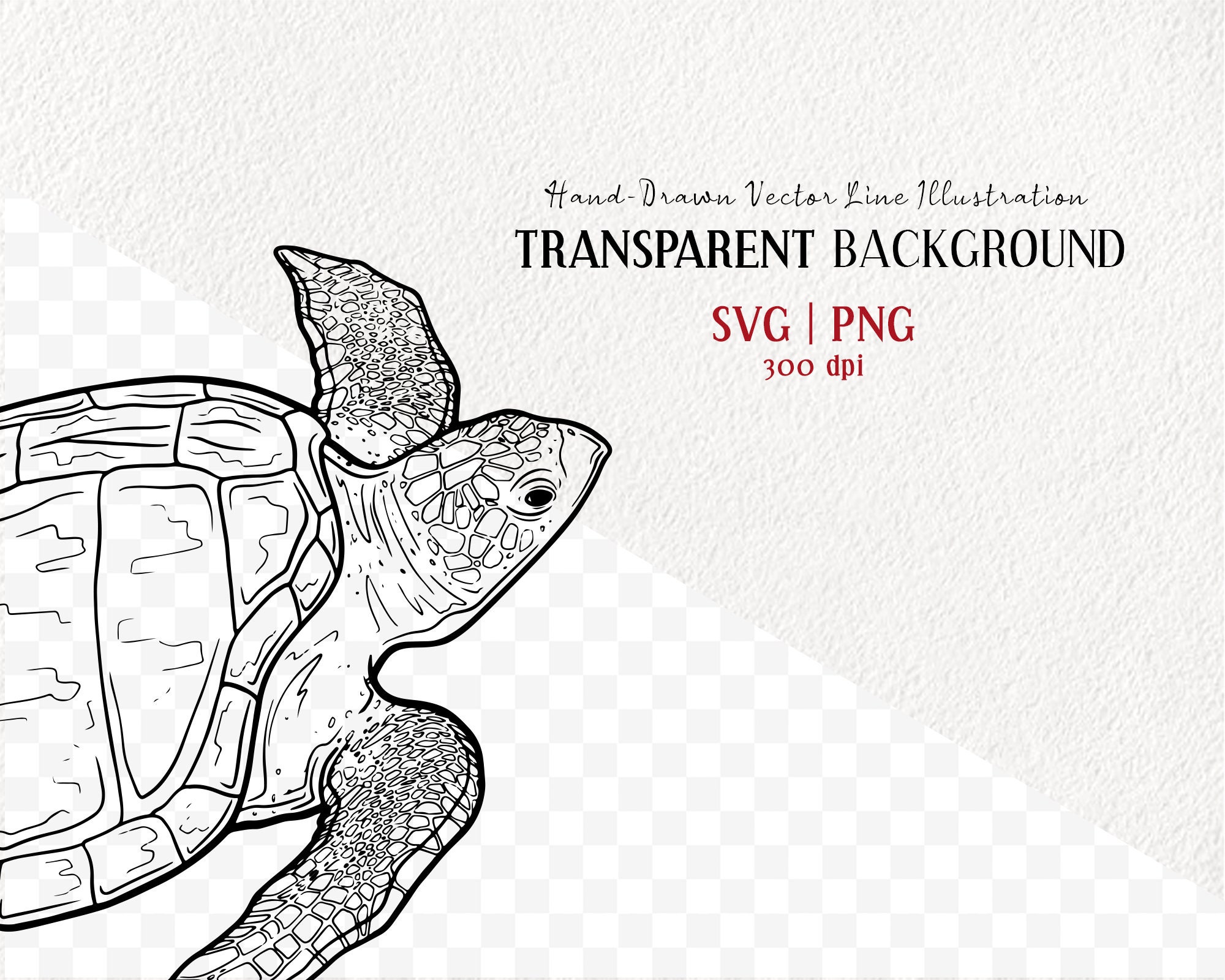 Ridley Beautiful Creatures Drawing