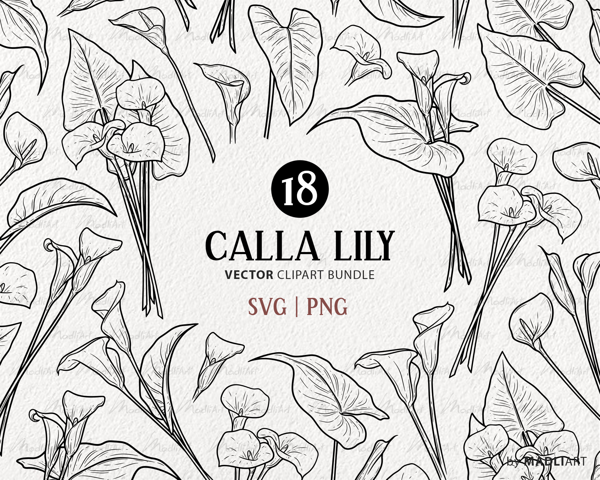 Calla Lily Vector
