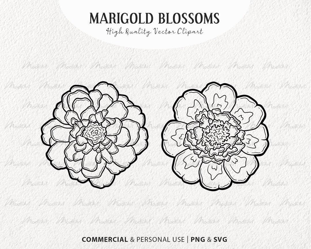 Marigold Flower SVG Clipart Set. Spring Blossoms. Flower Bouquet Line ...
