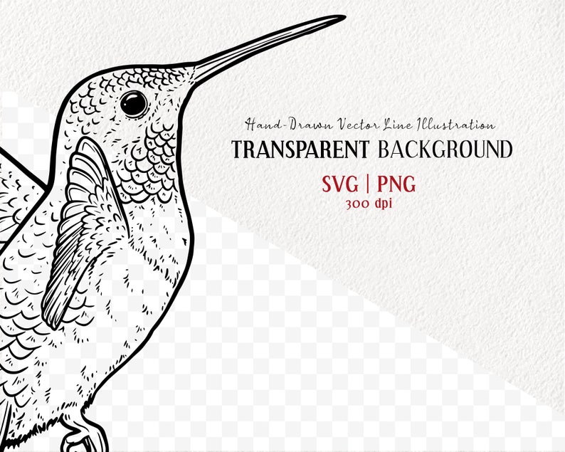 Ruby-throated Hummingbird SVG Clipart. Hummingbird Vector Line Art ...
