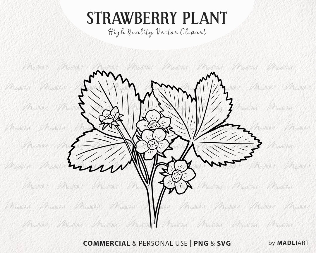 Strawberry SVG Clipart. Vector Strawberry Plant Outline. Strawberries ...