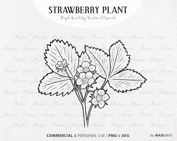 Esquema De Planta De Fresa Flora Natural De La Planta De Fresa, Esbozo