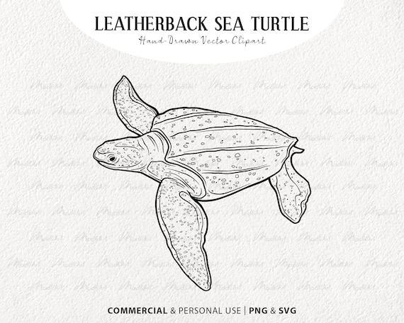 Leatherback Sea Turtle Vector Clip Art. Sea Animal Artwork. - Etsy