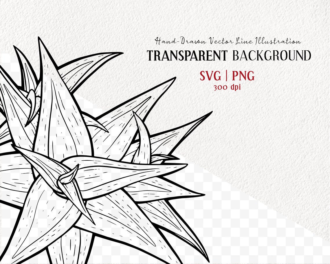 Aloe White Fox Succulent SVG Clipart. Desert Plant Vector - Etsy