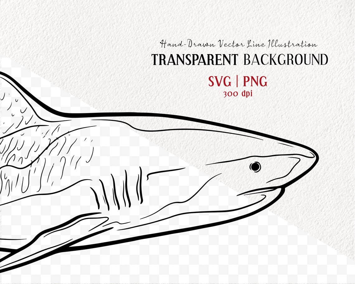 Tiger Shark Vector Clipart. Hand-drawn Shark Line Drawing. - Etsy