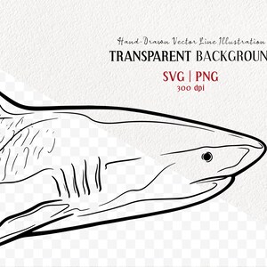Tiger Shark Vector Clipart. Hand-drawn Shark Line Drawing. Ocean ...