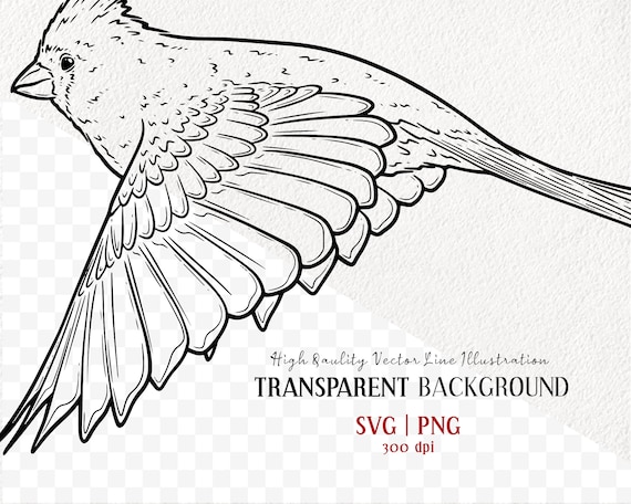 Fliegender Vogel Umrisszeichnung Fliegende Vögel Zeichnung,